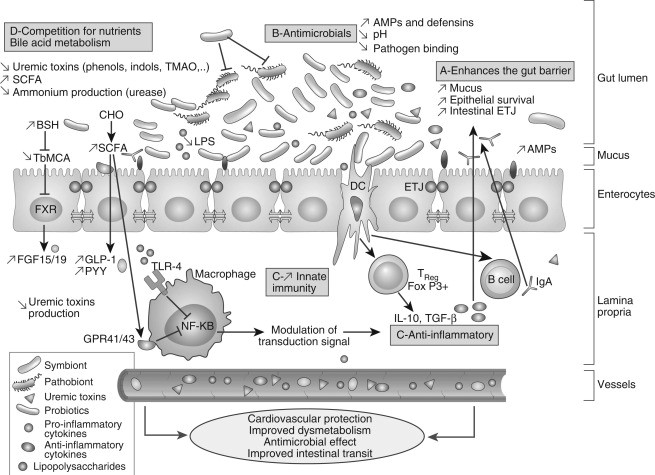 Probiotic Applications in Kidney Disease Treatment - FUTURE BIOMED ...